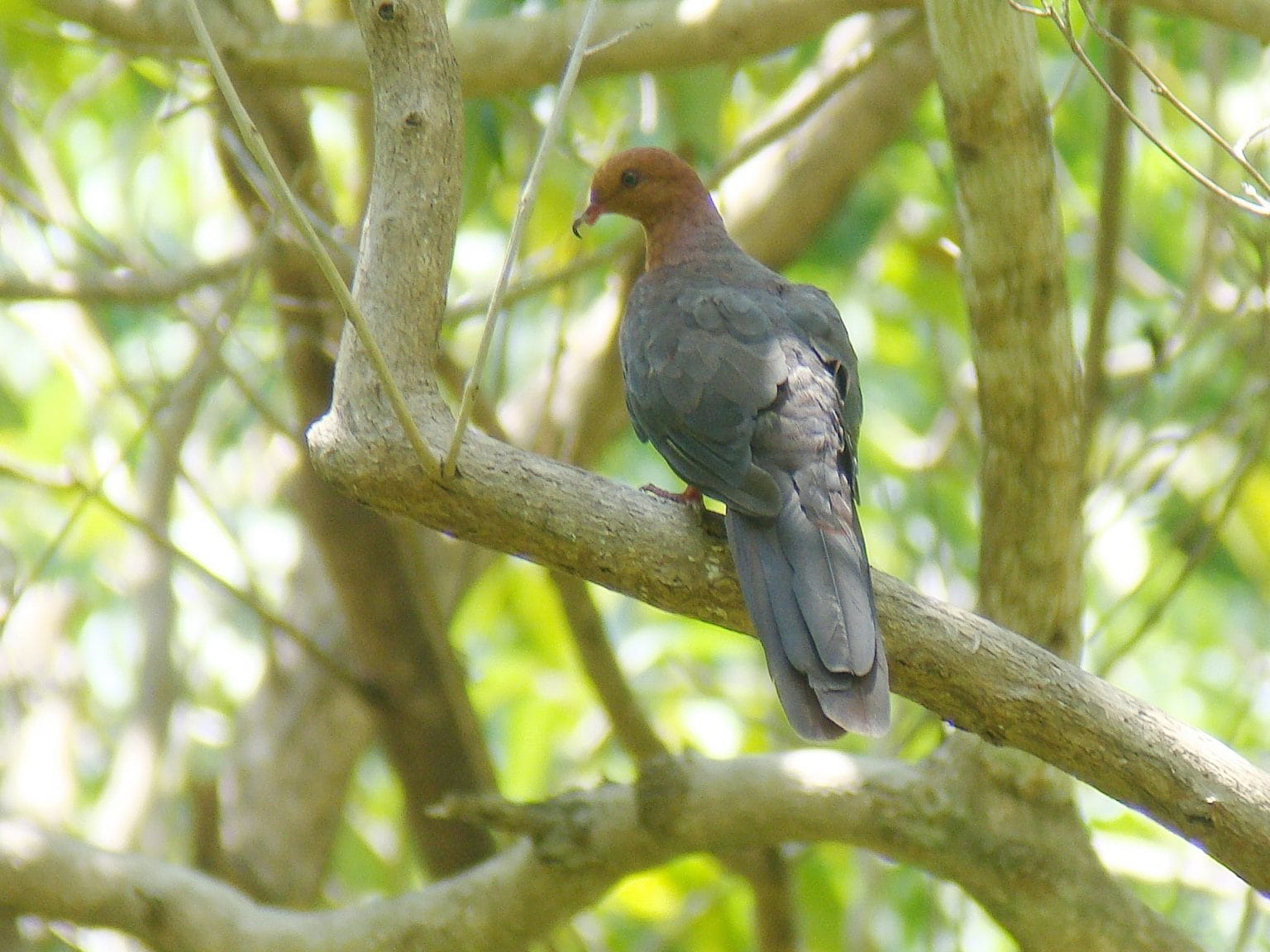 FEATURED BIRDING SITE: MAYON VOLCANO – Wild Bird Club of the Philippines
