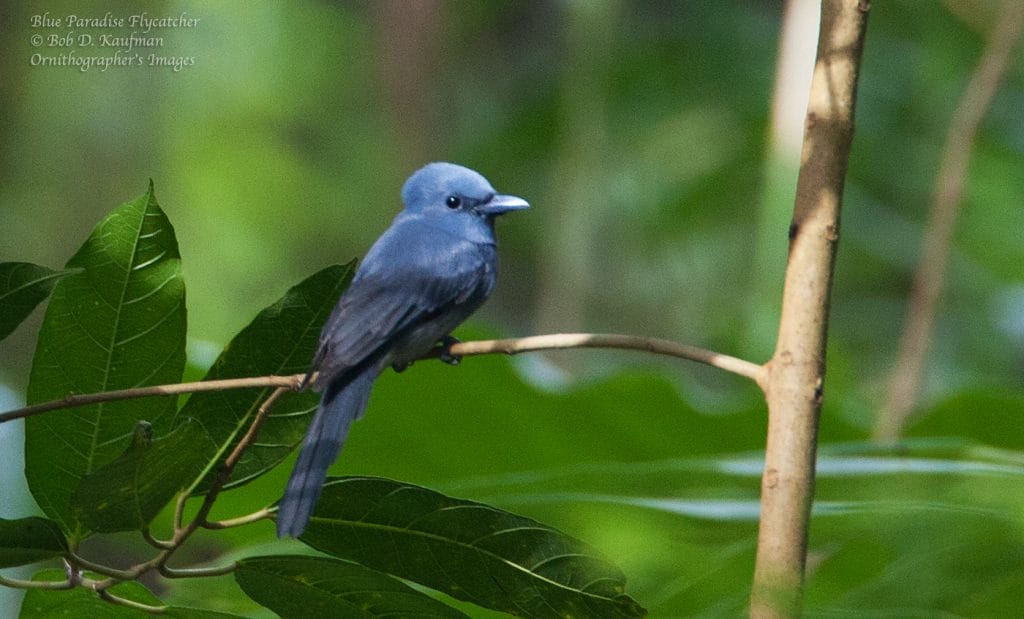 THE BLIND SPOT: CORON, BIRD PHOTOGRAPHER’S PARADISE – Wild Bird Club of ...