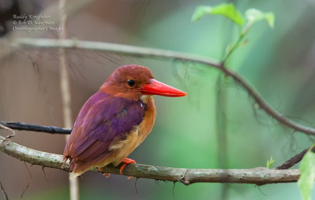 THE BLIND SPOT: CORON, BIRD PHOTOGRAPHER’S PARADISE – Wild Bird Club of ...