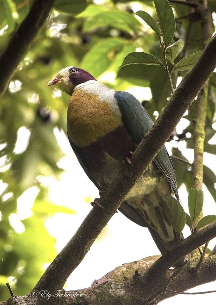 Birding Places: Bulusan Lake – Wild Bird Club of the Philippines