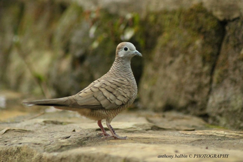 10 Most Common Urban Birds – Wild Bird Club of the Philippines