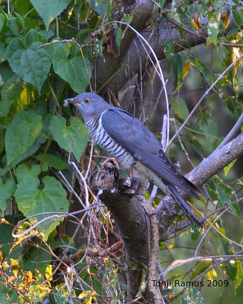 oriental cuckoo – Wild Bird Club of the Philippines