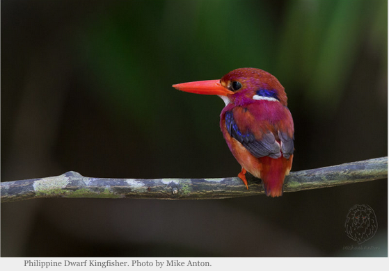 philippine dwarf kingfisher – Wild Bird Club of the Philippines