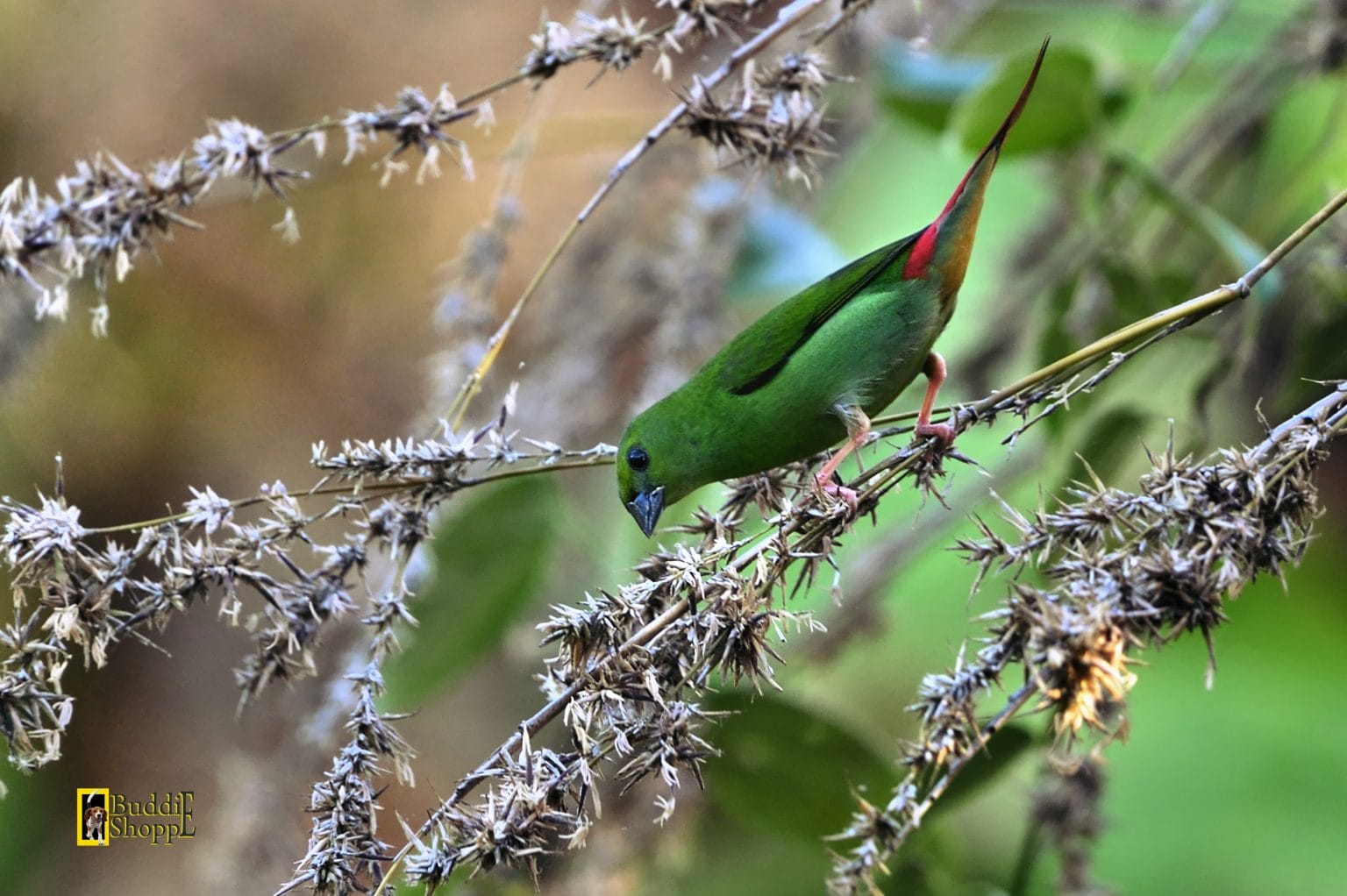 green faced parrotfinch – Wild Bird Club of the Philippines