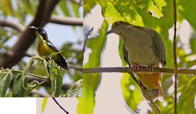 mindanao – Wild Bird Club of the Philippines