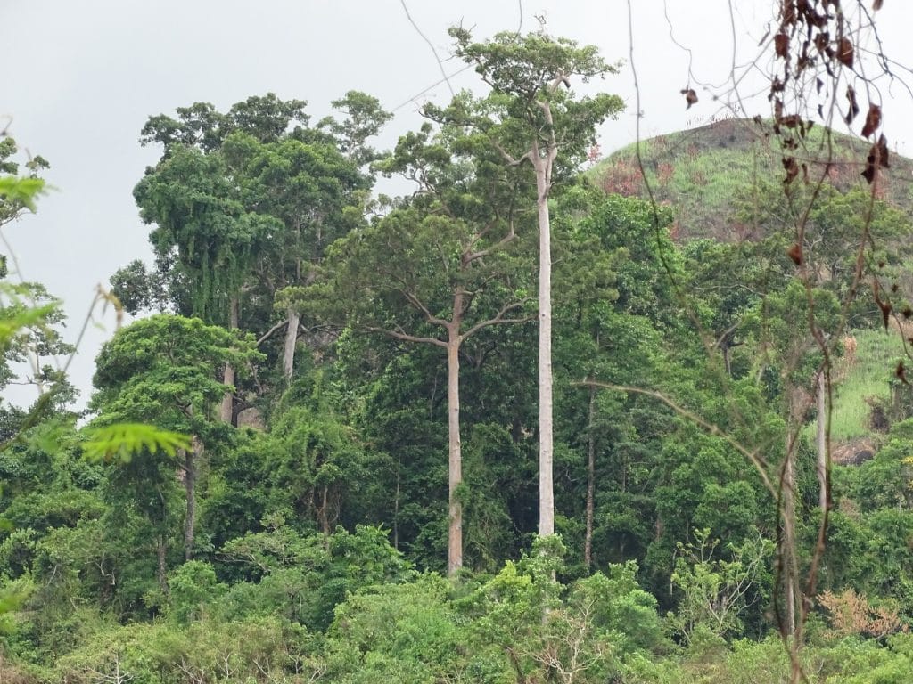 Three Day Hike Through the Mt. Iglit – Baco National Park – Wild Bird ...