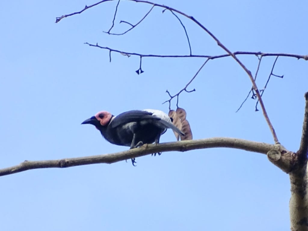 Three Day Hike Through the Mt. Iglit – Baco National Park – Wild Bird ...