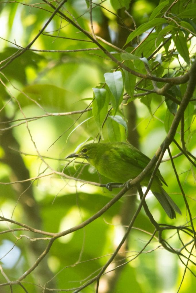 lesser-green-leafbird – Wild Bird Club of the Philippines