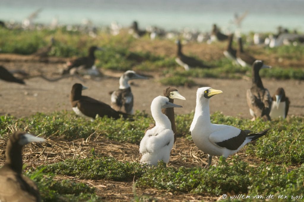 Bird Photo of the Month: Masked Booby – Wild Bird Club of the Philippines