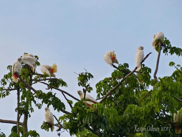 The 11th Katala Festival – Wild Bird Club of the Philippines