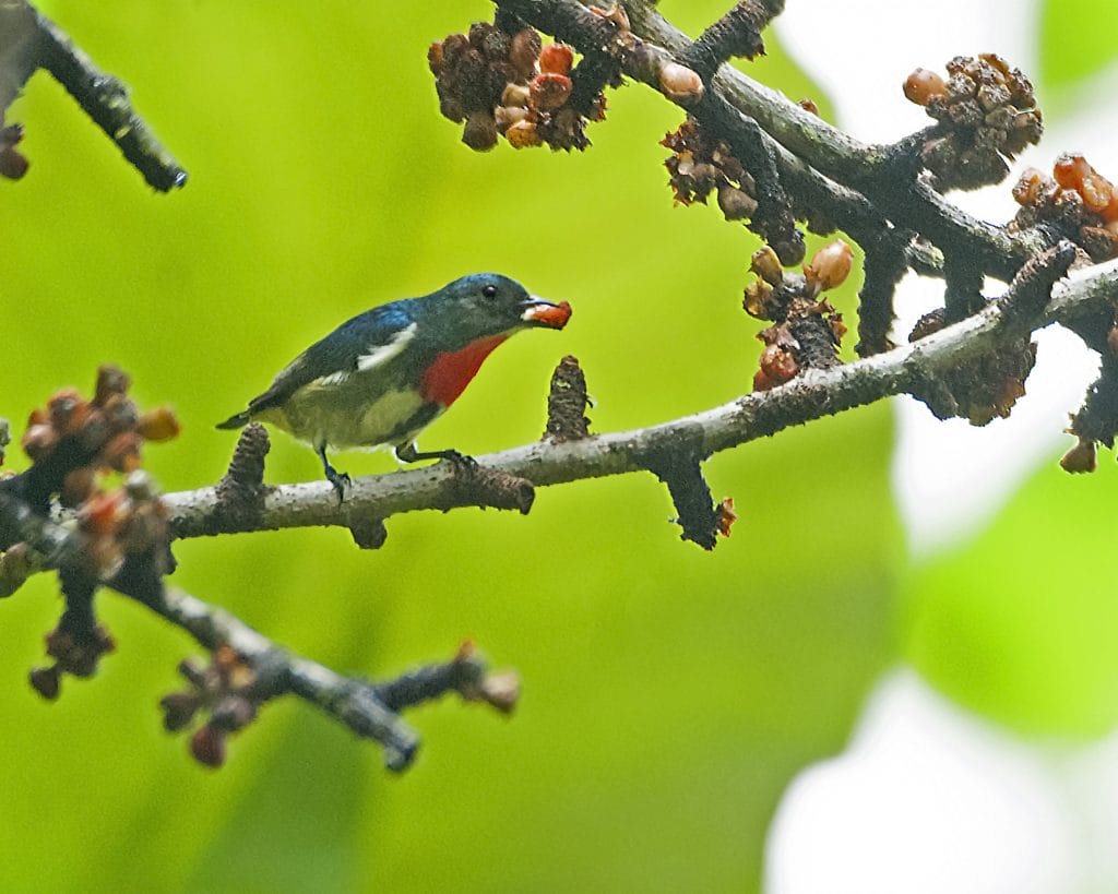 May 1, 2018 – Wild Bird Club of the Philippines
