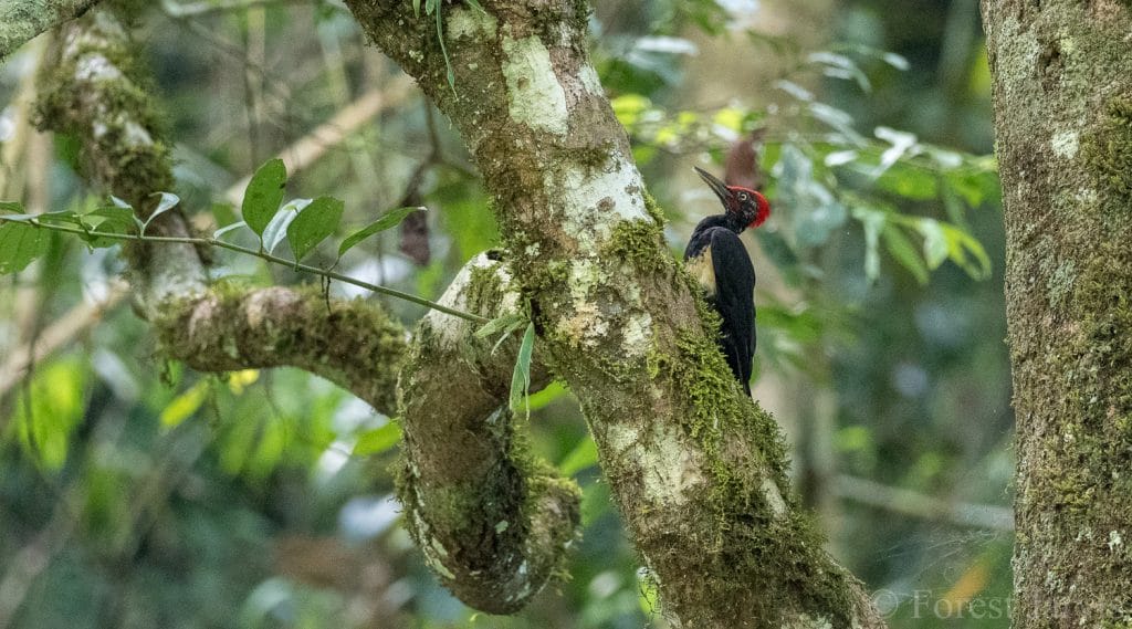 Return to Paradise: Senator Ninoy Aquino, Sultan Kudarat – Wild Bird ...