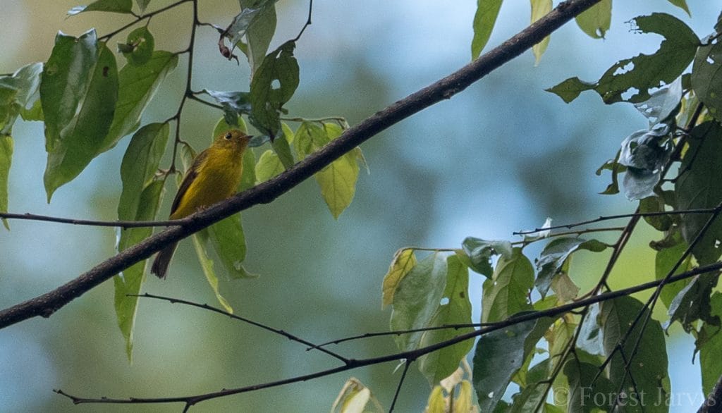 Return to Paradise: Senator Ninoy Aquino, Sultan Kudarat – Wild Bird ...