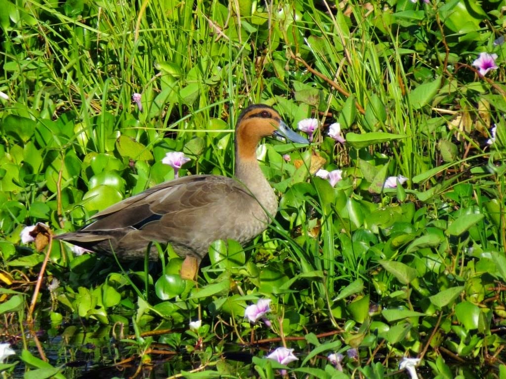 Birdwatching 101 – Wild Bird Club of the Philippines