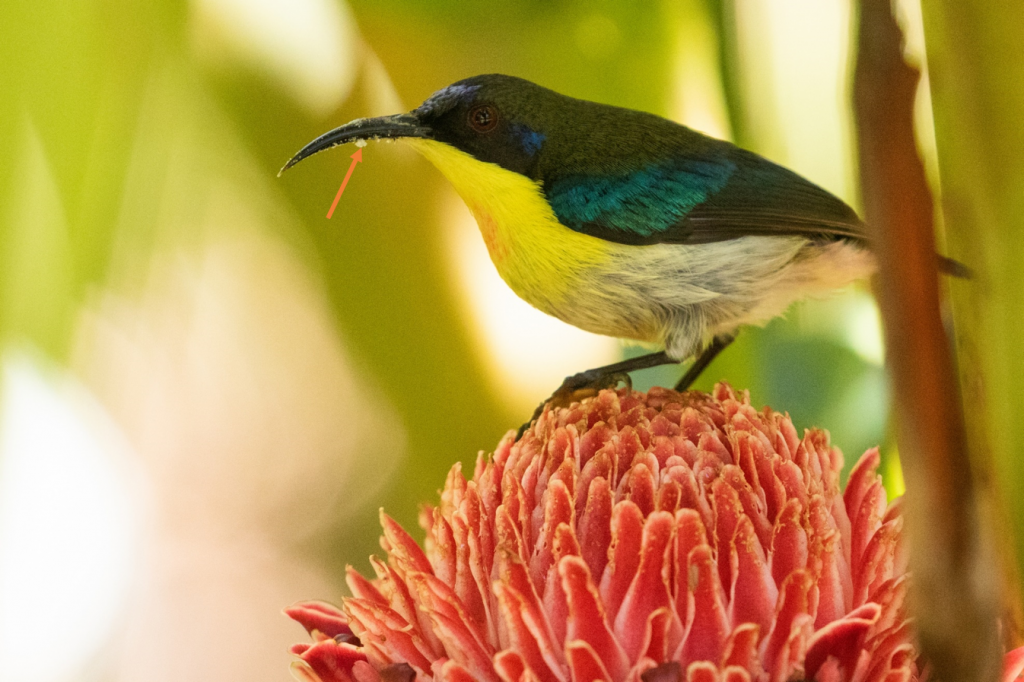 See You Later, Pollinator! – Wild Bird Club of the Philippines