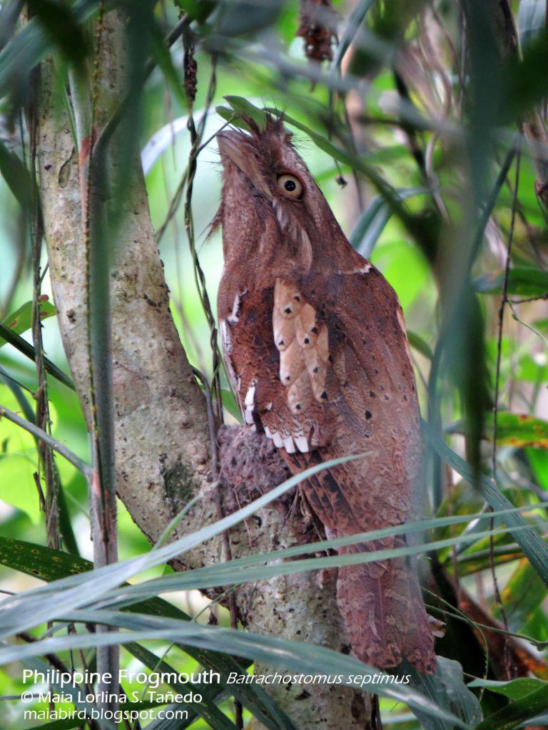 March – April 2019 – Wild Bird Club of the Philippines