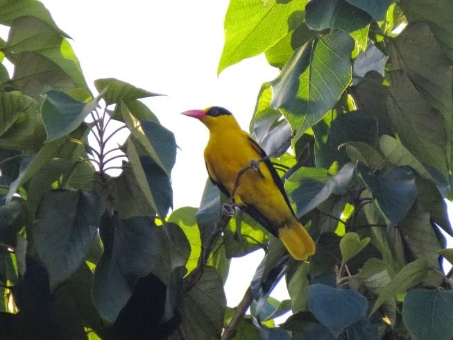 April – July 2020 – Wild Bird Club of the Philippines