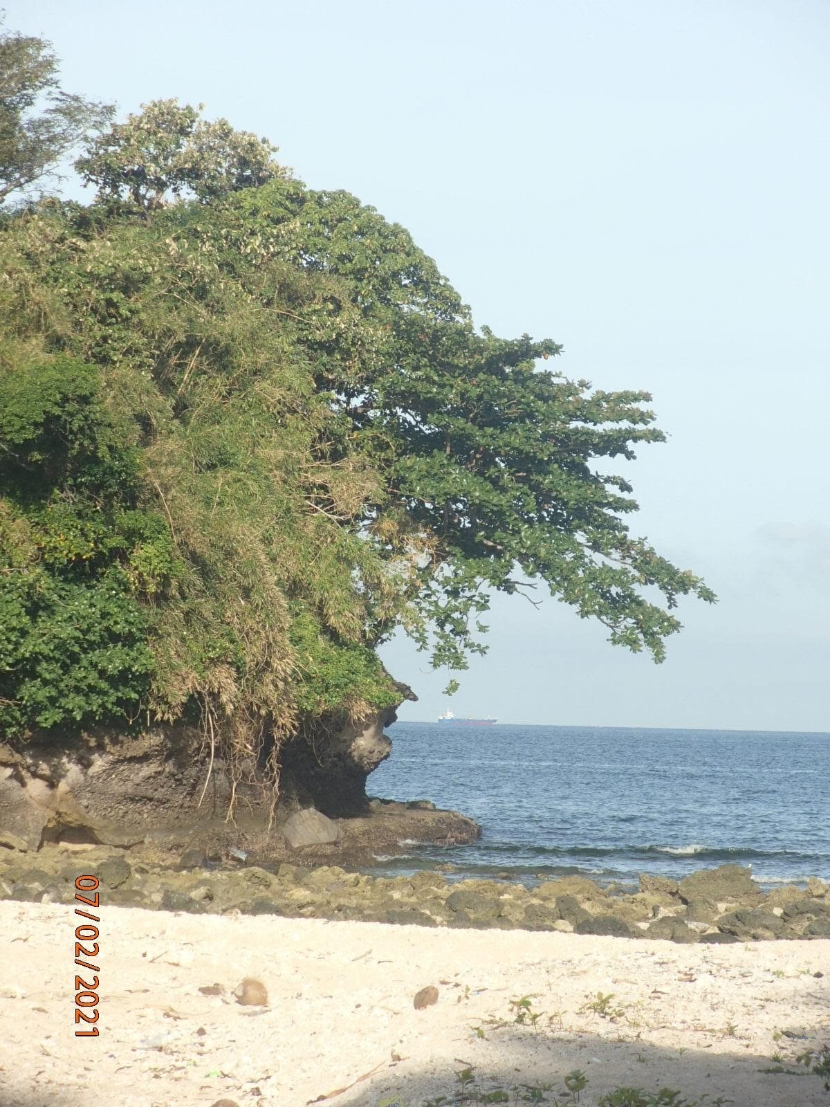 Botanical Survey of Lorelei Island – Wild Bird Club of the Philippines
