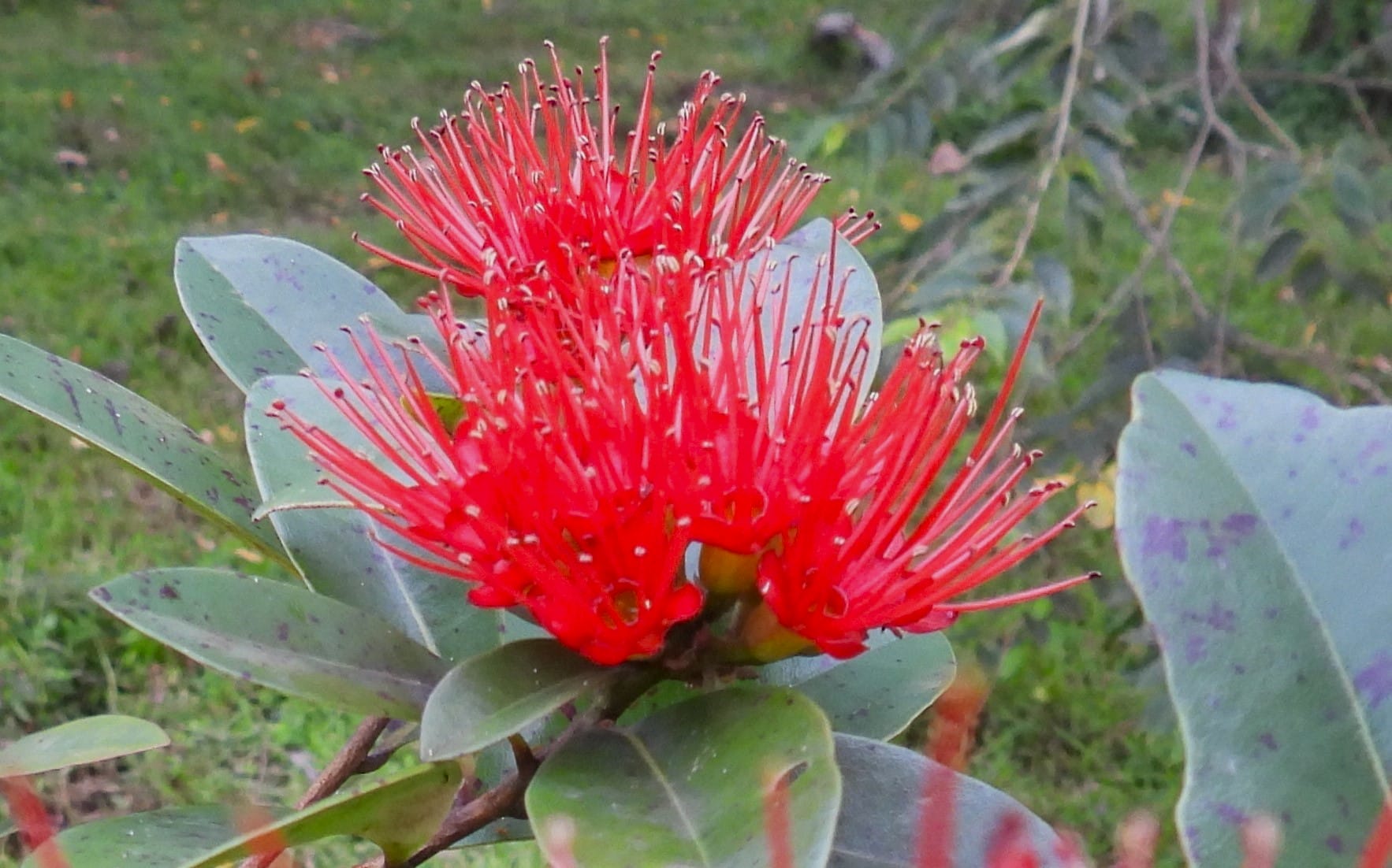 Native Trees Are Treasures – Wild Bird Club of the Philippines