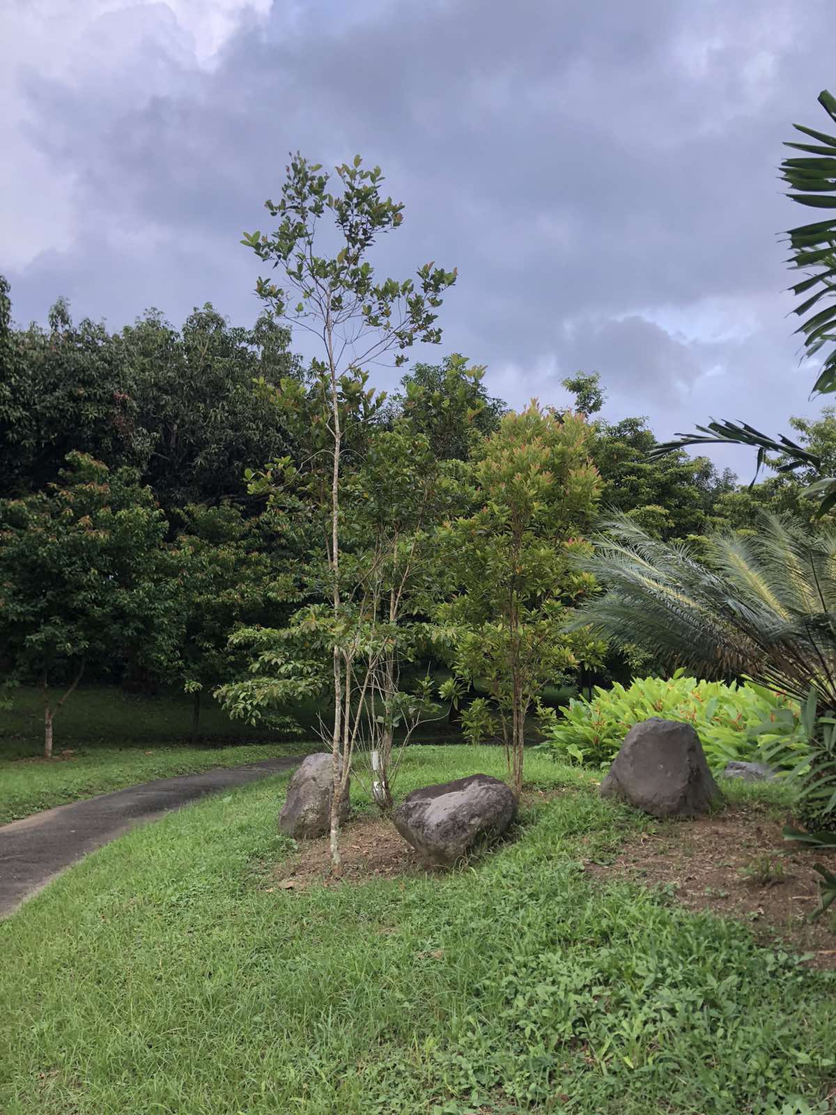 Native Trees Are Treasures – Wild Bird Club of the Philippines