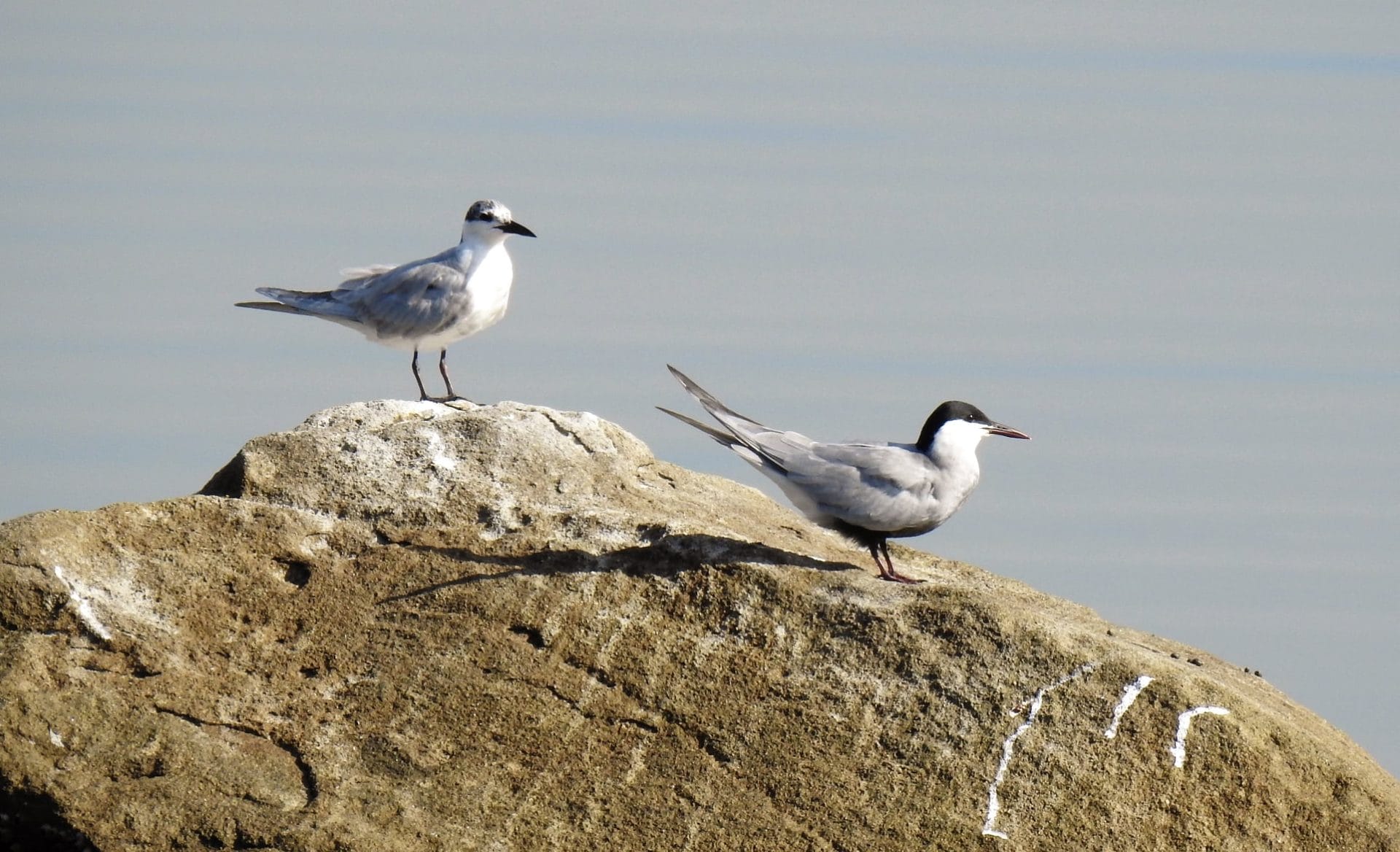 5 Most Common Urban Migratory Birds in the Philippines – Wild Bird Club ...