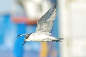 5 Most Common Urban Migratory Birds in the Philippines – Wild Bird Club of the Philippines