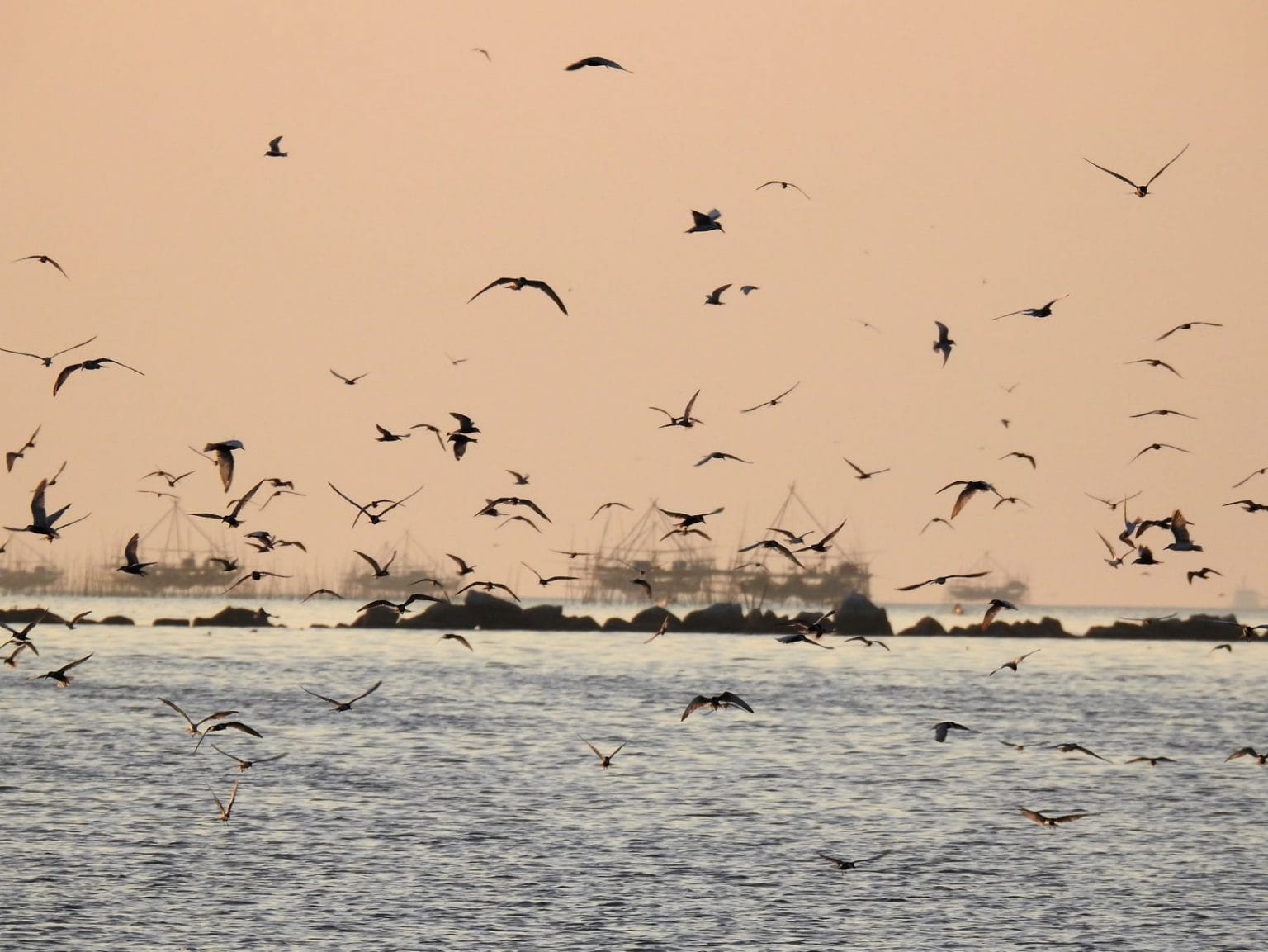 5 Most Common Urban Migratory Birds in the Philippines – Wild Bird Club ...