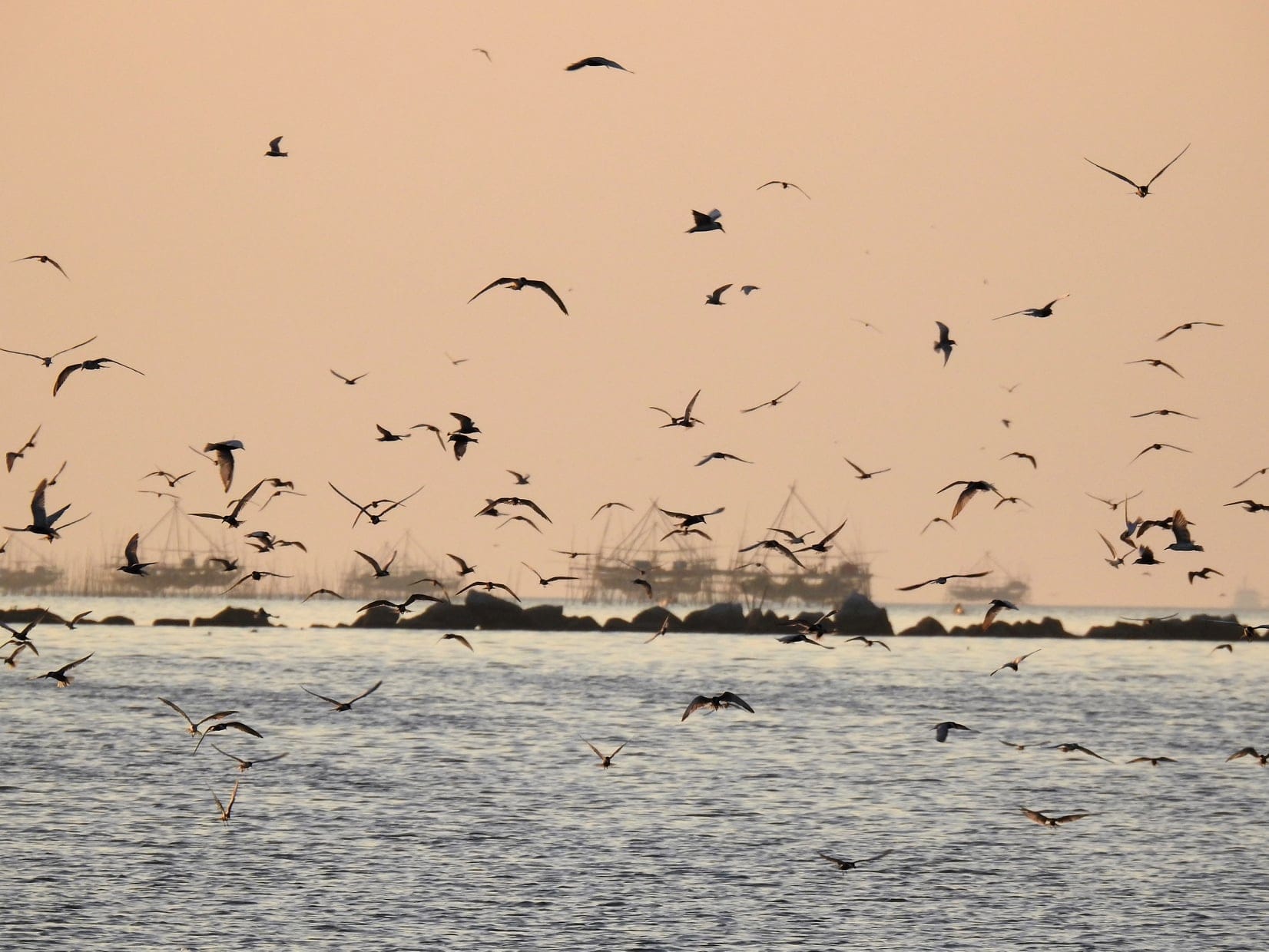 5 Most Common Urban Migratory Birds in the Philippines – Wild Bird Club of the Philippines