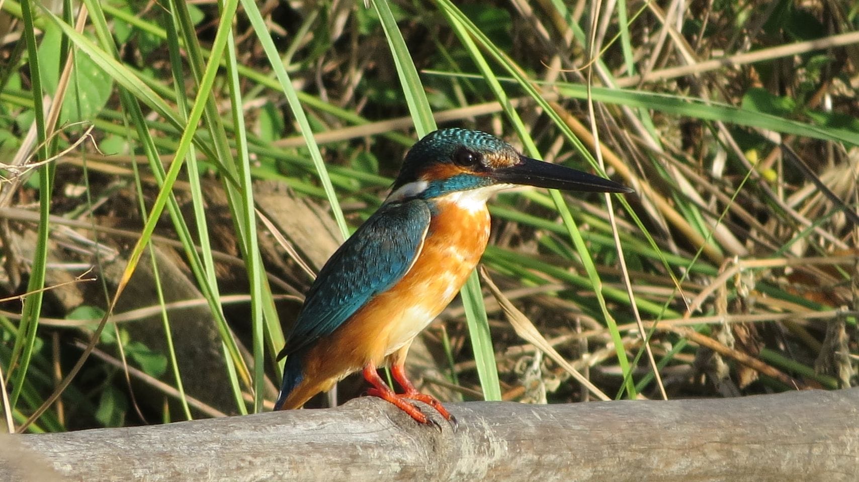 5 Most Common Urban Migratory Birds in the Philippines – Wild Bird Club of the Philippines