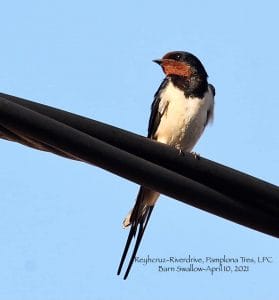 5 Most Common Urban Migratory Birds in the Philippines – Wild Bird Club of the Philippines