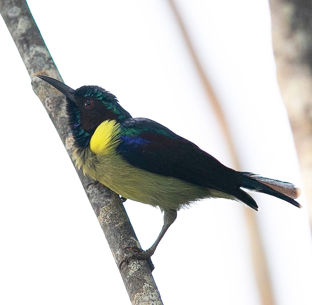 An Unforgettable Encounter with a Grey Throated Sunbird – Wild Bird ...