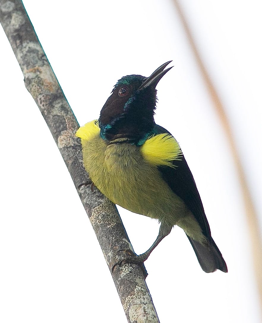 An Unforgettable Encounter with a Grey Throated Sunbird – Wild Bird ...