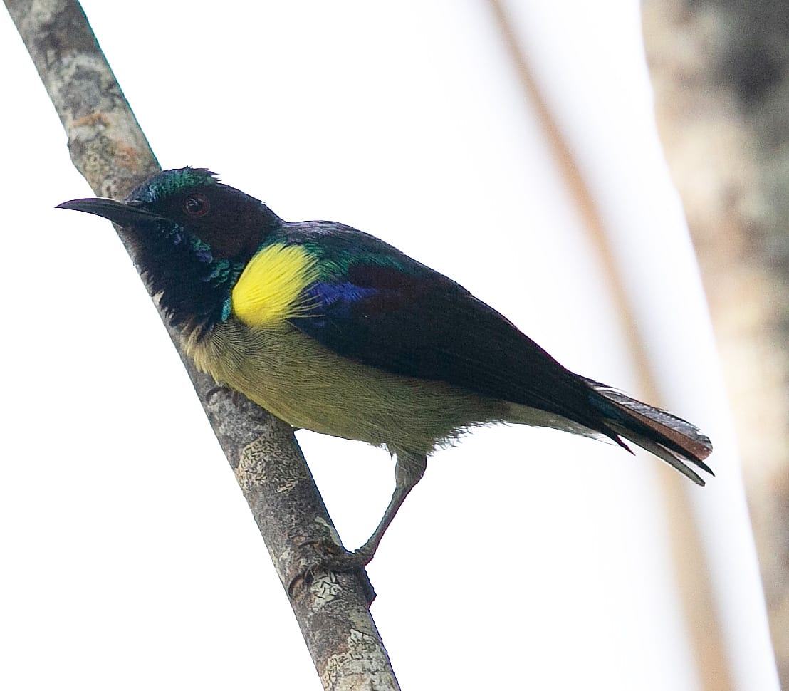 An Unforgettable Encounter with a Grey Throated Sunbird – Wild Bird ...