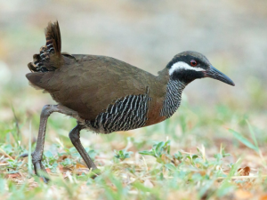 “Talonted” Performers: Exploring the Influence of Birds on Philippine ...