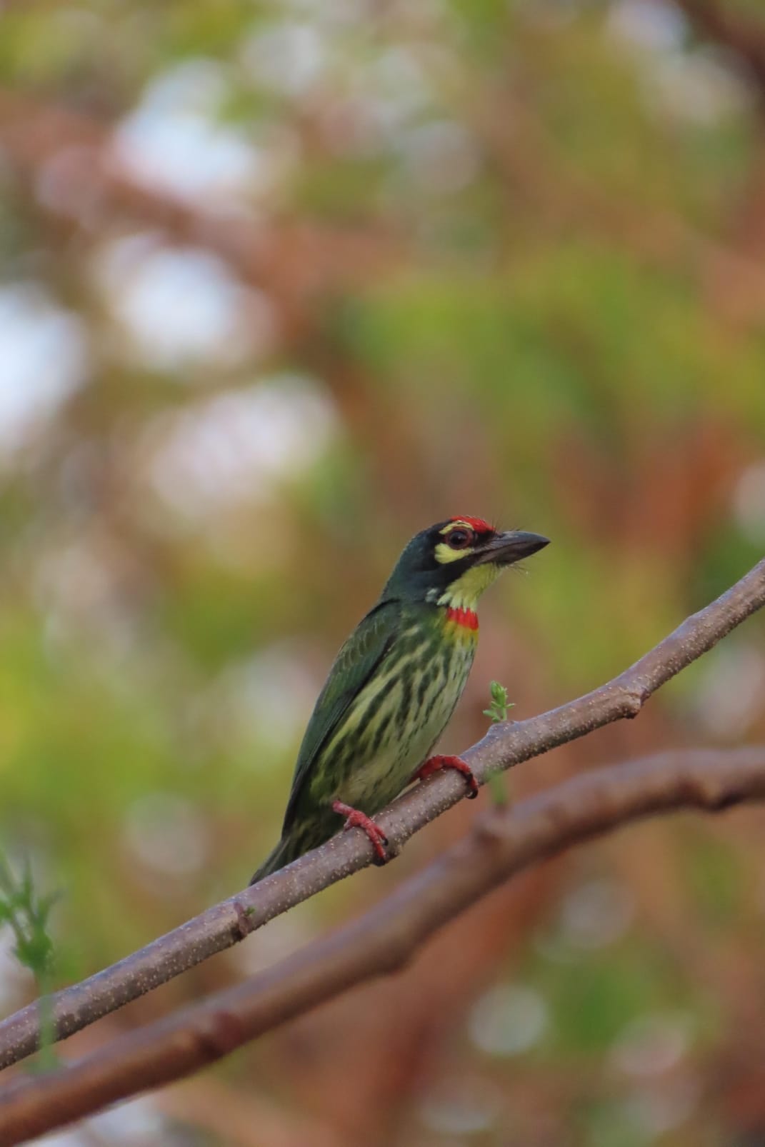 Birder Portraits: Aly Kangleon – Connected with the Earth – Wild Bird ...