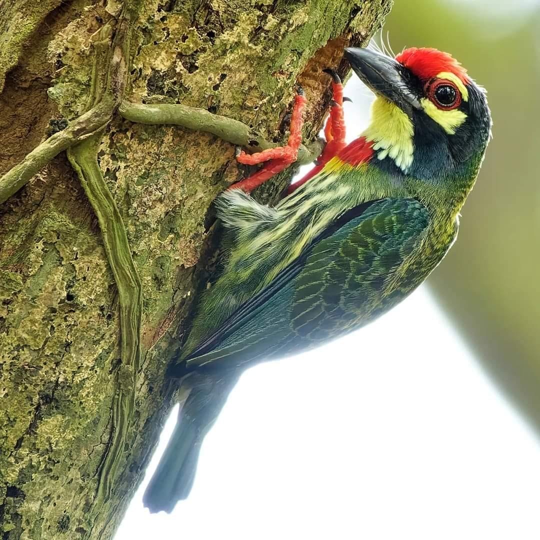 Behind the Guide: Zardo of PICOP – Wild Bird Club of the Philippines
